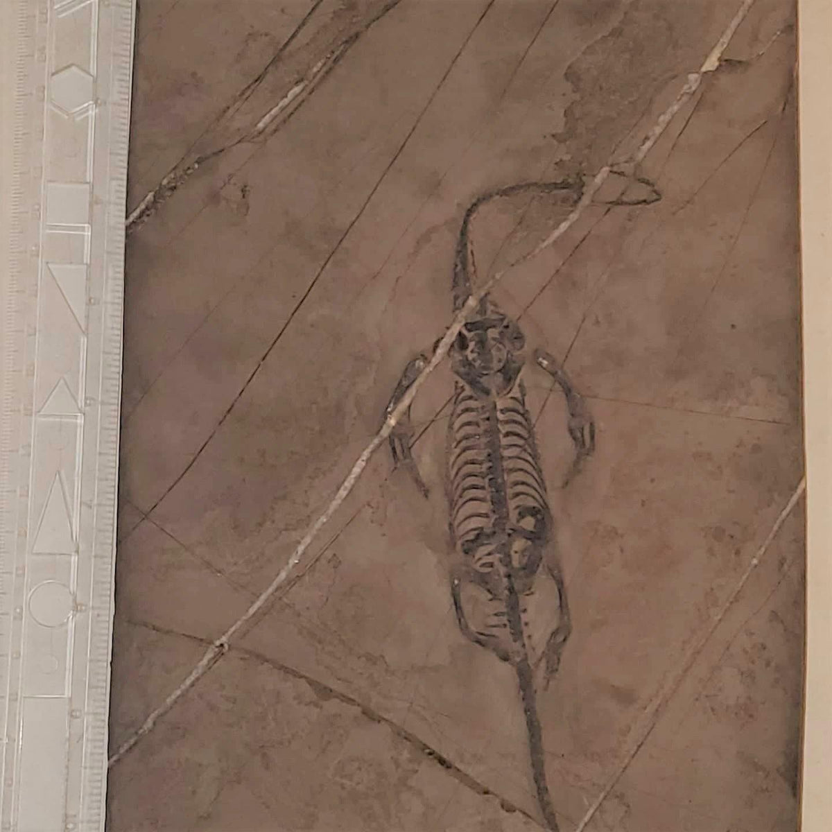 Fossils – Highland Rock